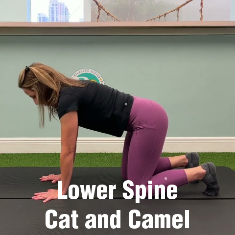 Lower Spine Cat and Camel - B3 Physical Therapy